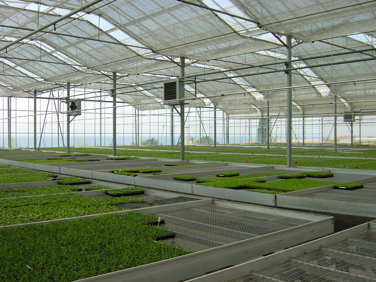 Proizvodnja Rasada | Plastenici